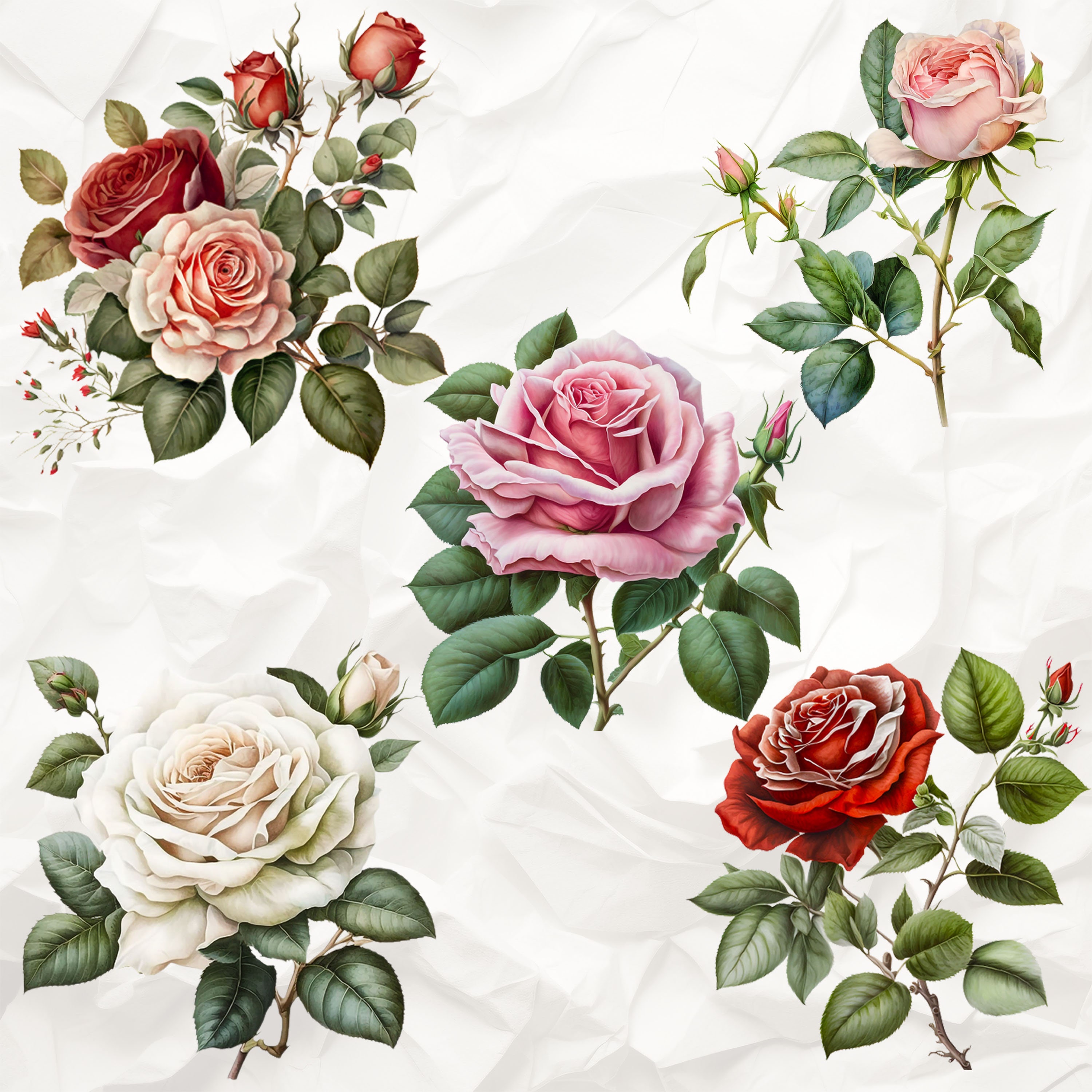Watercolor Roses Clipart, Roses and Leaves PNG, Roses Clipart ...