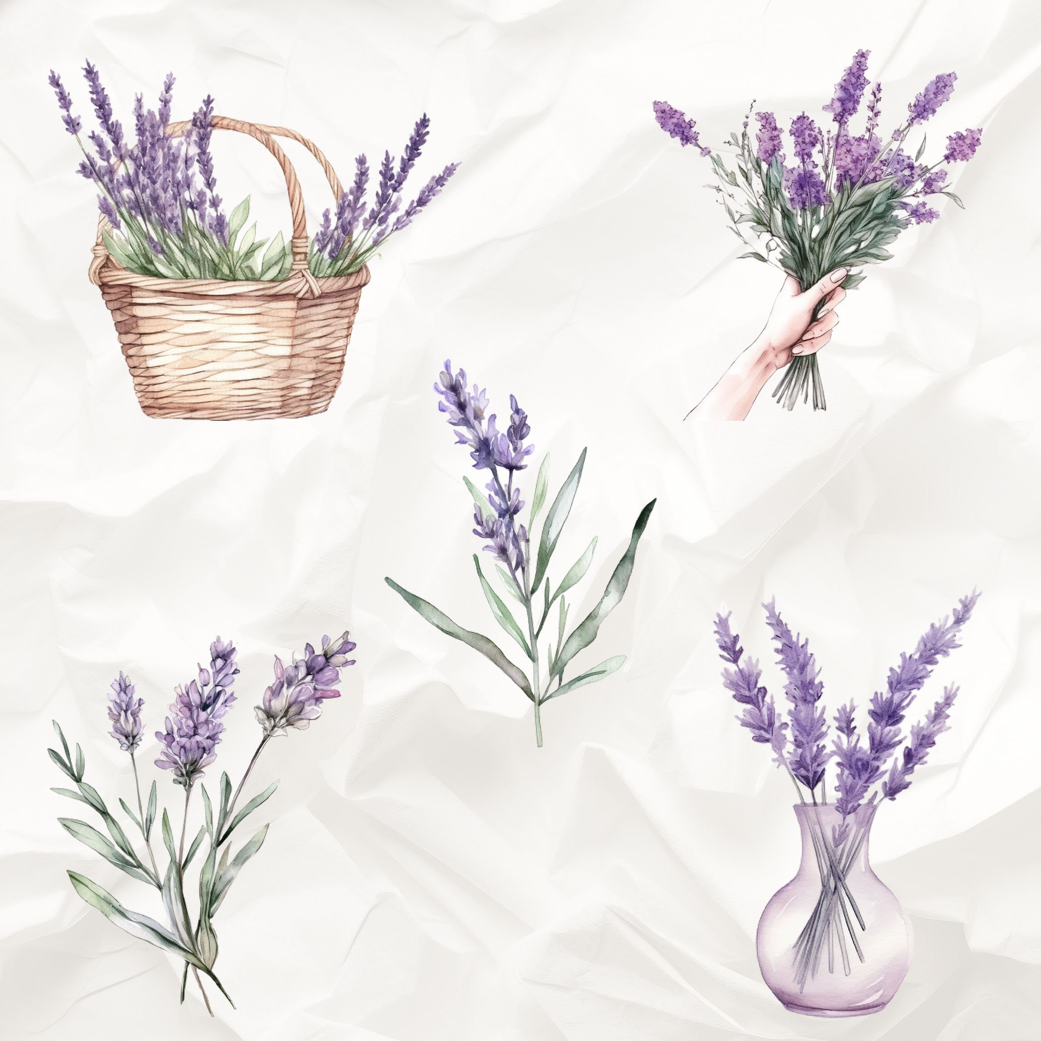 Watercolor Lavender Clipart, Watercolor Provence Clipart, Floral ...