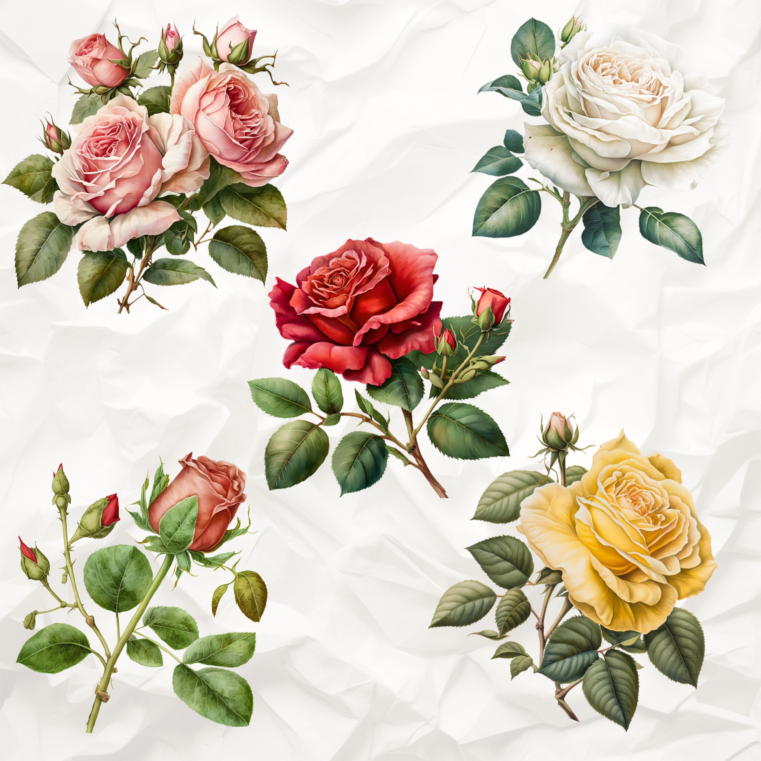 Watercolor Roses Clipart, Roses and Leaves PNG, Roses Clipart ...