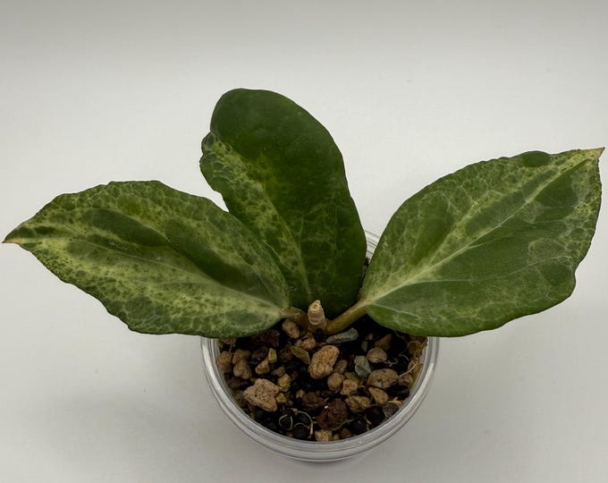 Hoya Candy *ROOTED* - Etsy
