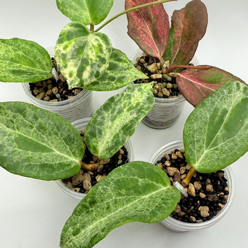 Hoya Imbricata - Etsy