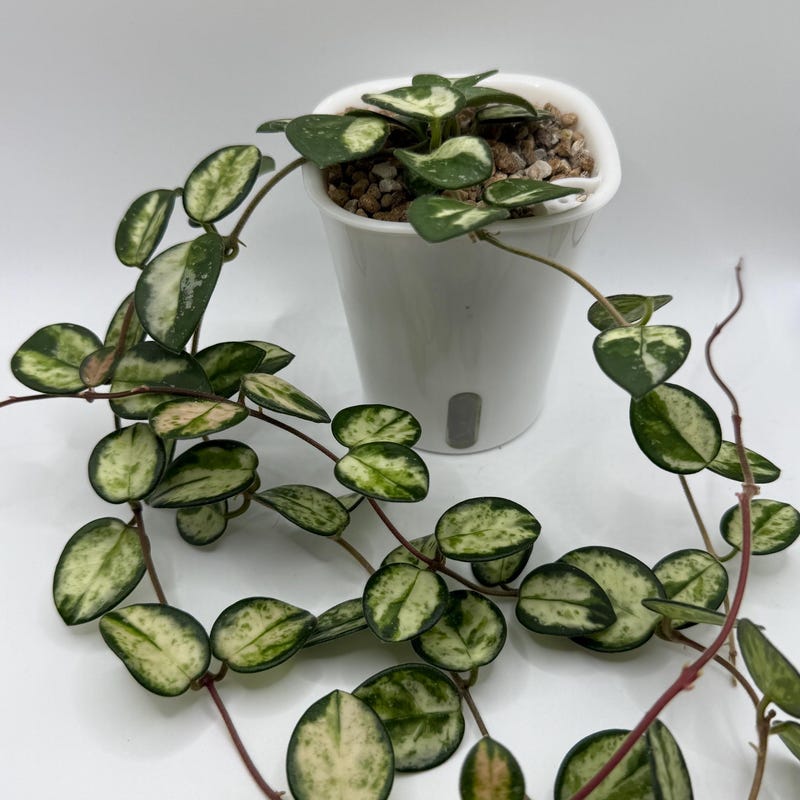 Hoya Mathilde - Etsy