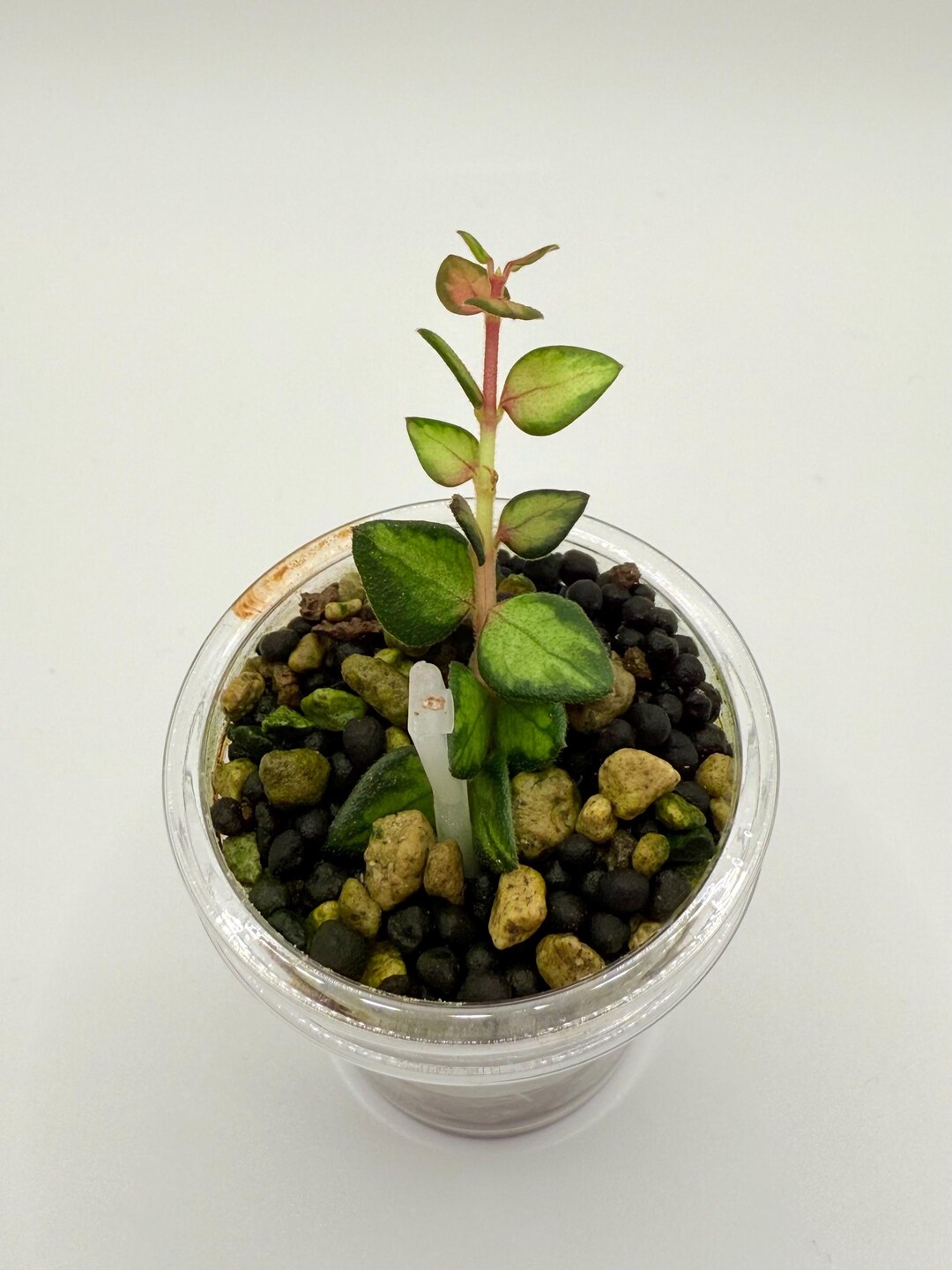 Hoya Chinghungensis Variegated*rooted* - Etsy