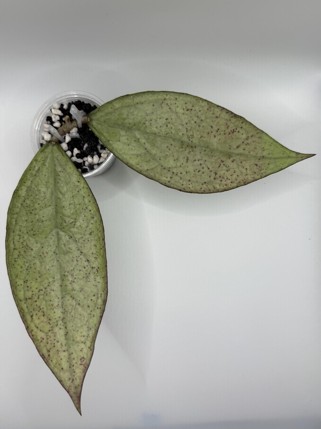 Hoya Germany Silver *ROOTED* - Etsy