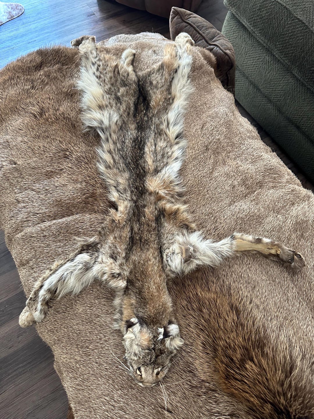 Bobcat Pelt craft Grade - Etsy