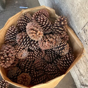 Large Pine Cones - Etsy