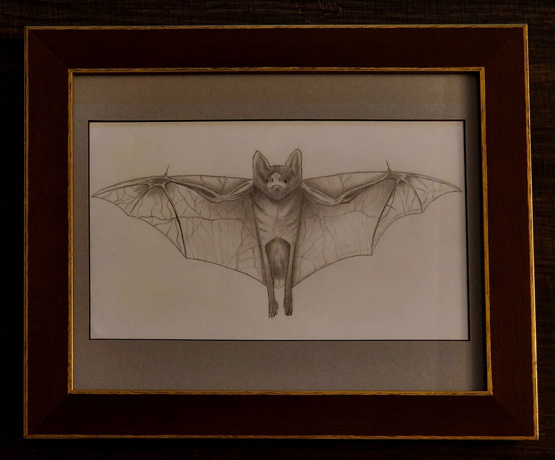 Original Bat Pencil Drawing - Etsy