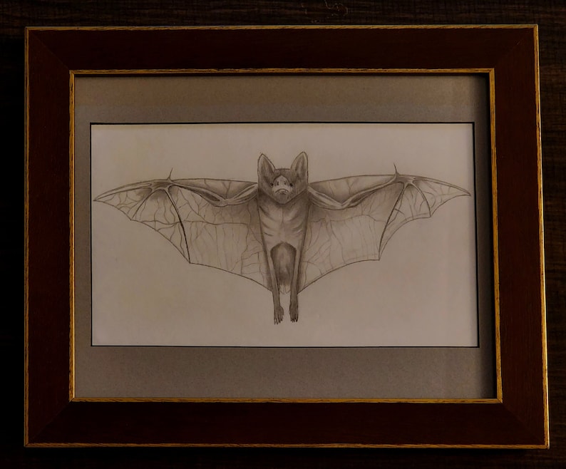 Original Bat Pencil Drawing - Etsy