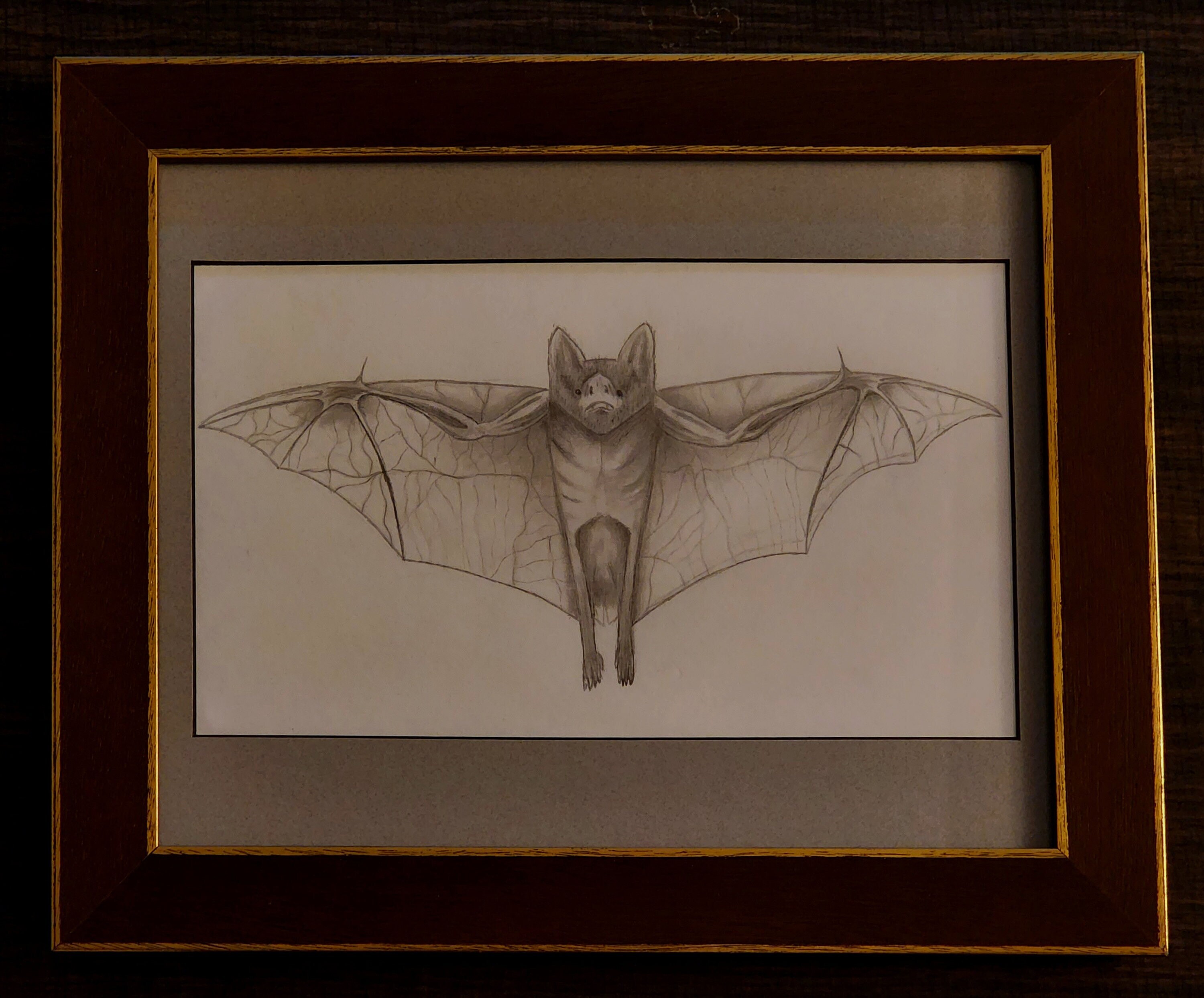 Original Bat Pencil Drawing - Etsy