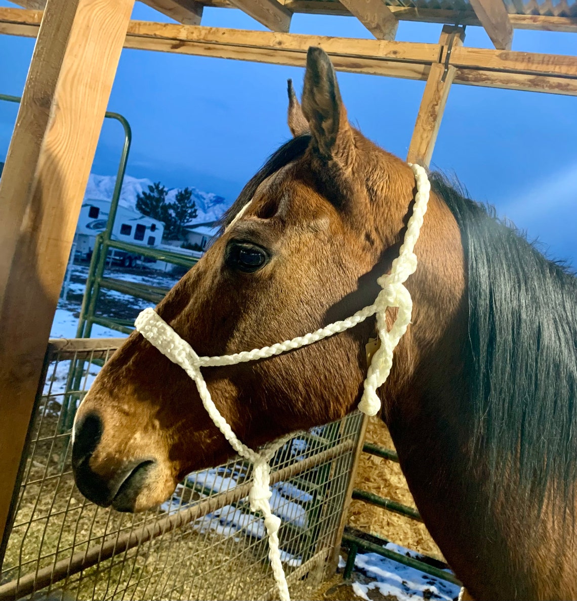 Mule Tape Halters - Etsy
