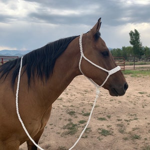 Mule Tape Halters - Etsy