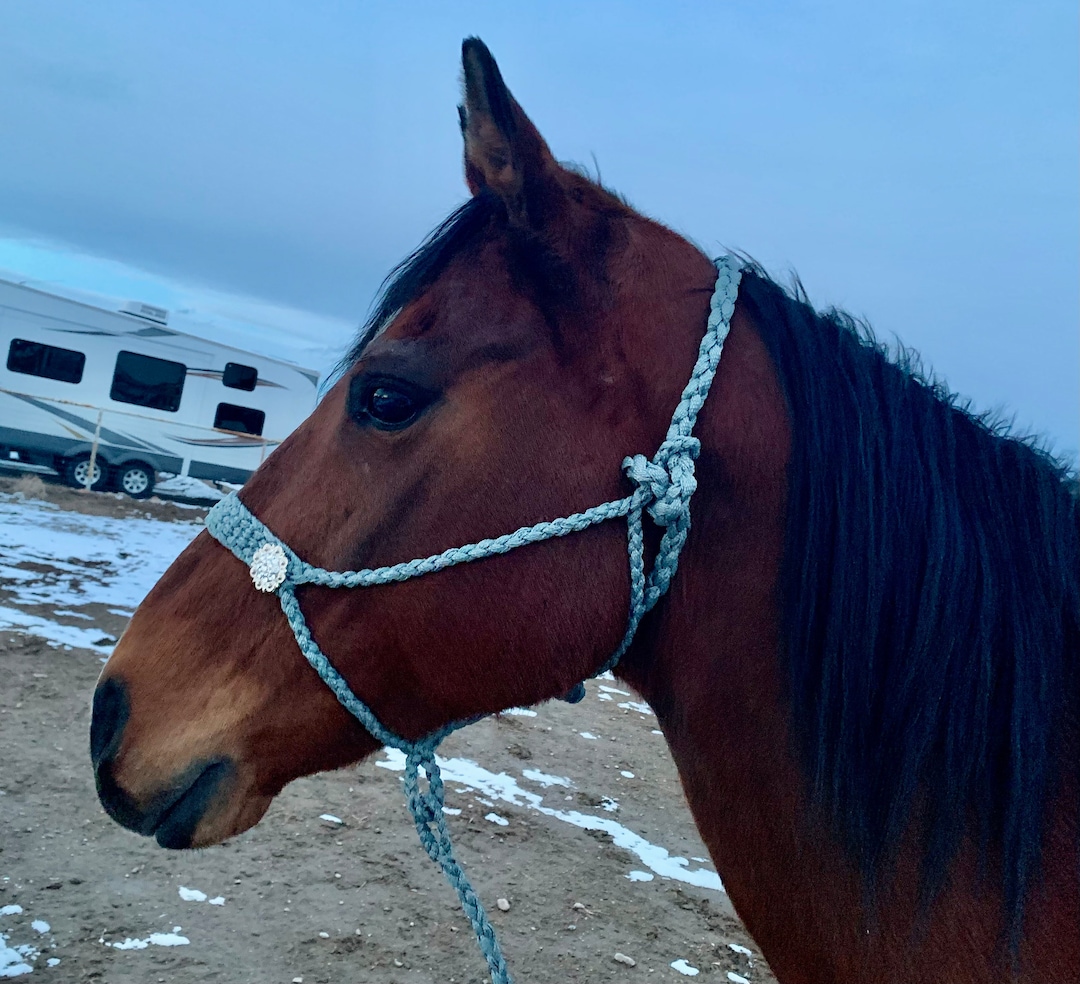 Mule Tape Halters With bling - Etsy