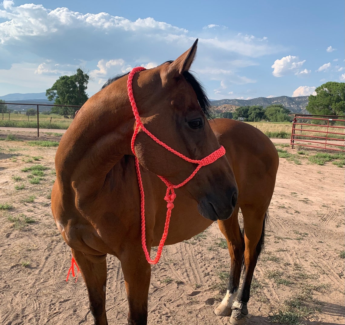 Mule Tape Halters - Etsy