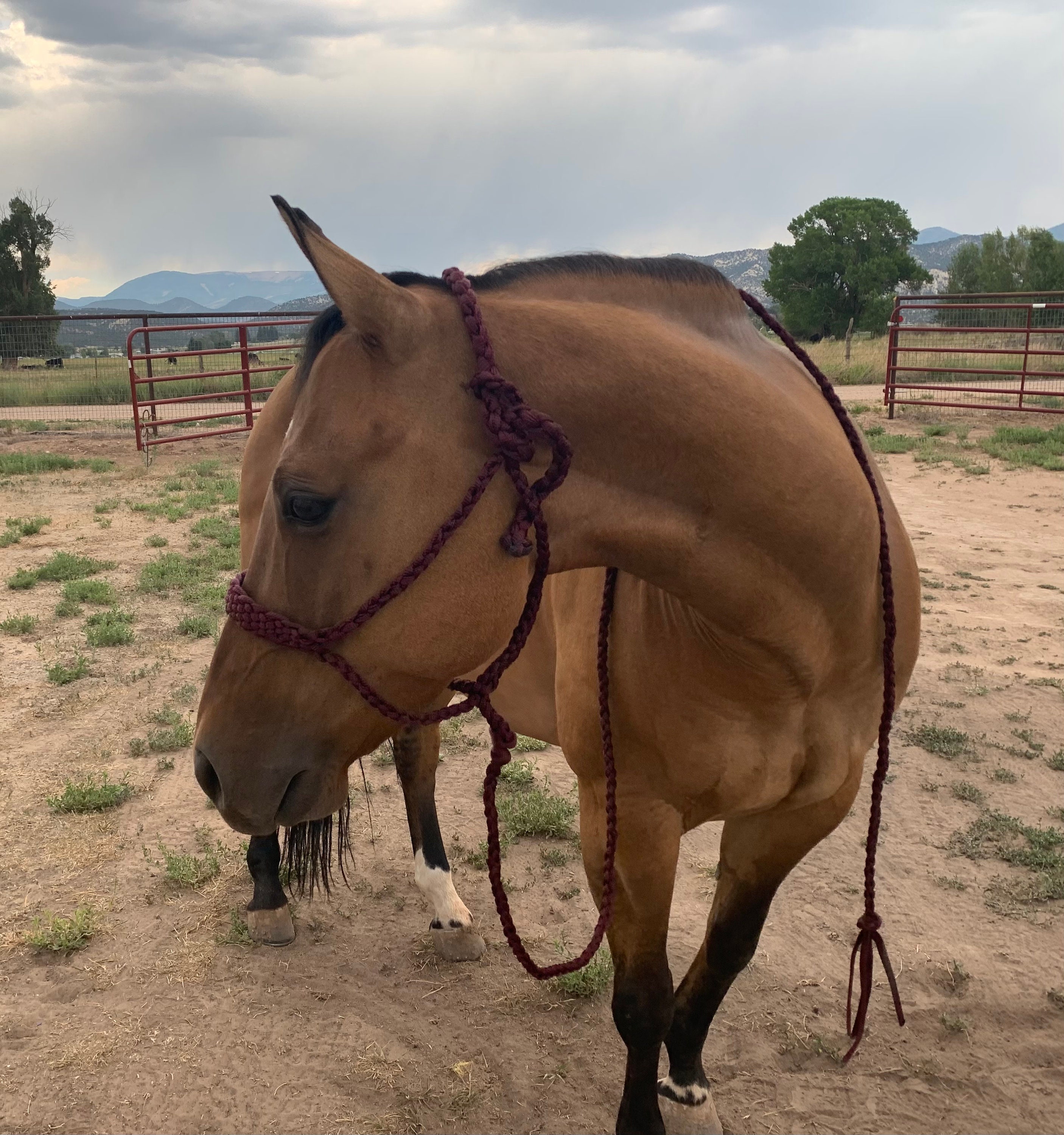 Mule Tape Halters - Etsy