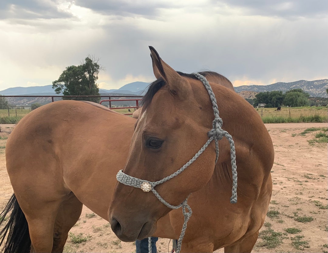 Mule Tape Halters With “bling” - Etsy