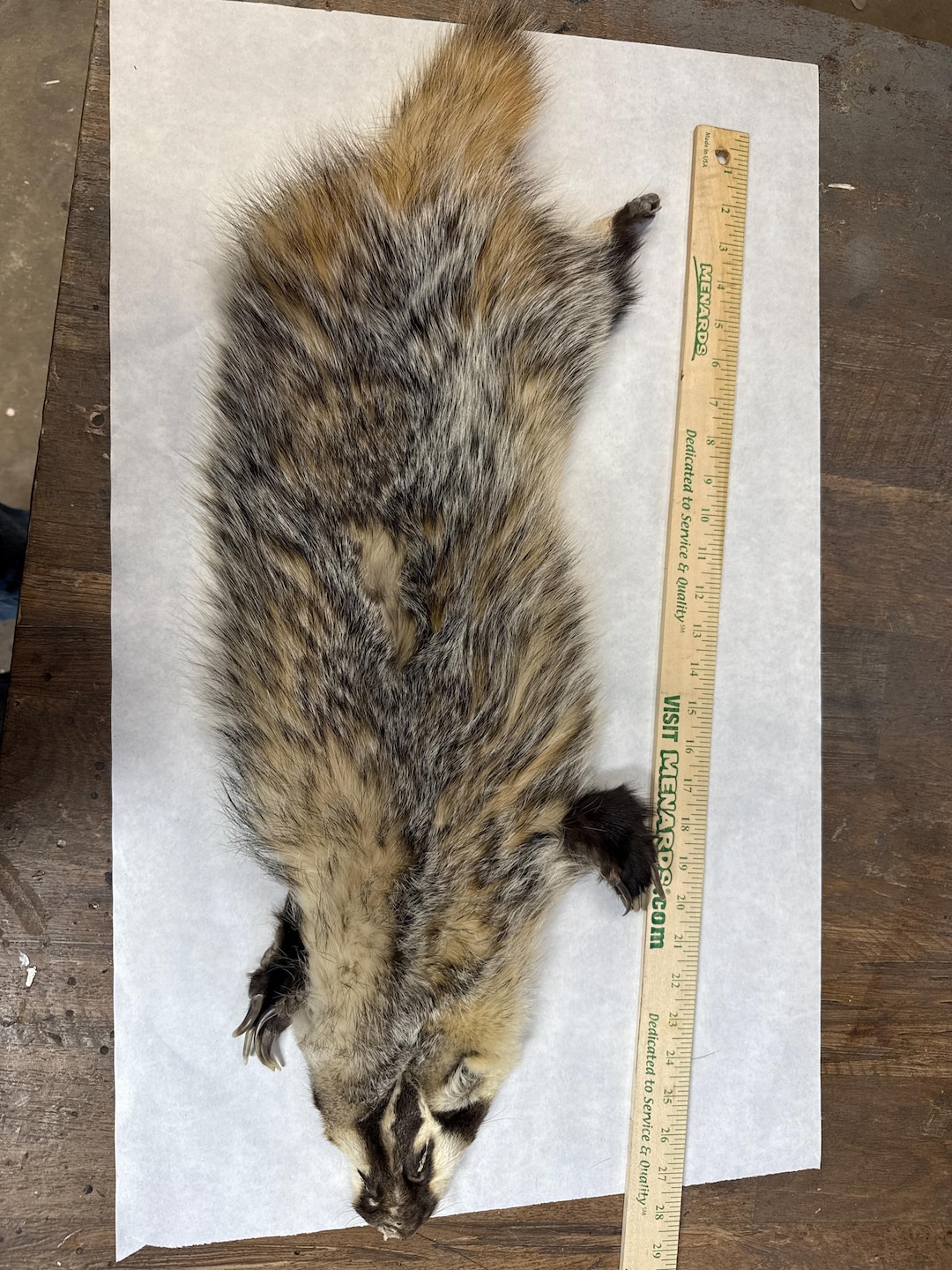 ND Badger Lifesize Skin Pelt Fur Taxidermy Art Craft Powwow - Etsy