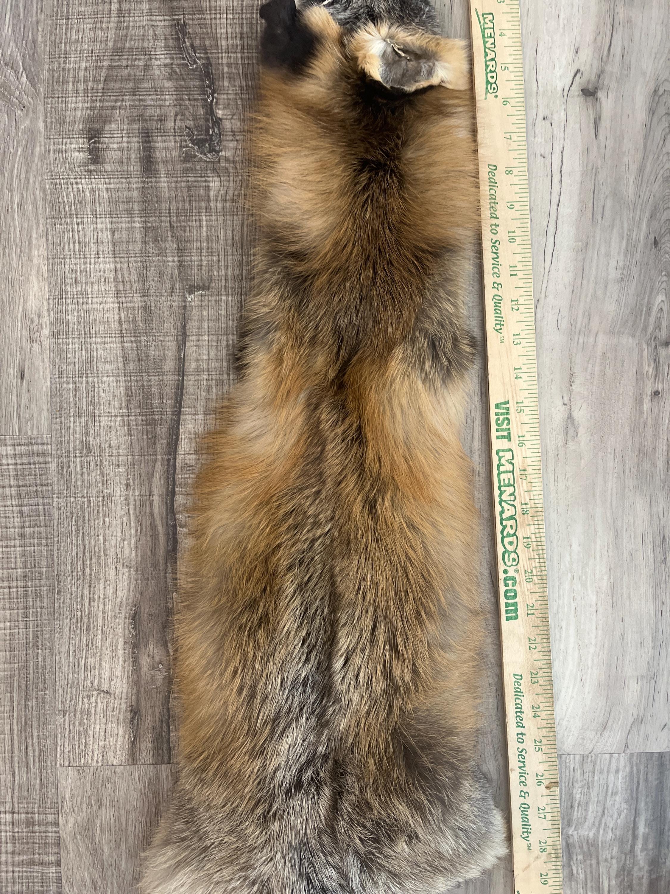 Wild Cross Fox Fur Pelt Taxidermy Art Craft Powwow - Etsy
