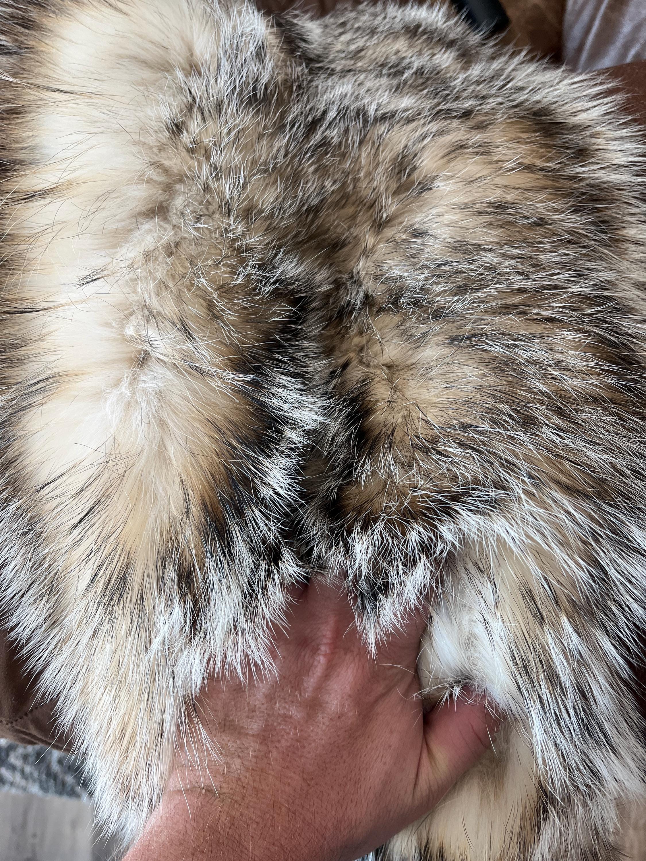 ND Badger With Feet Fur Pelt Taxidermy Craft Art Powwow - Etsy