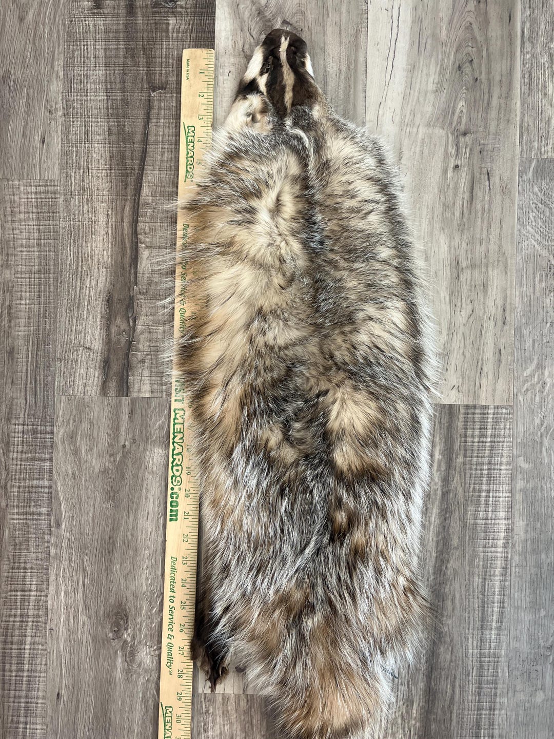 ND Badger With Feet Fur Pelt Taxidermy Craft Art Powwow - Etsy