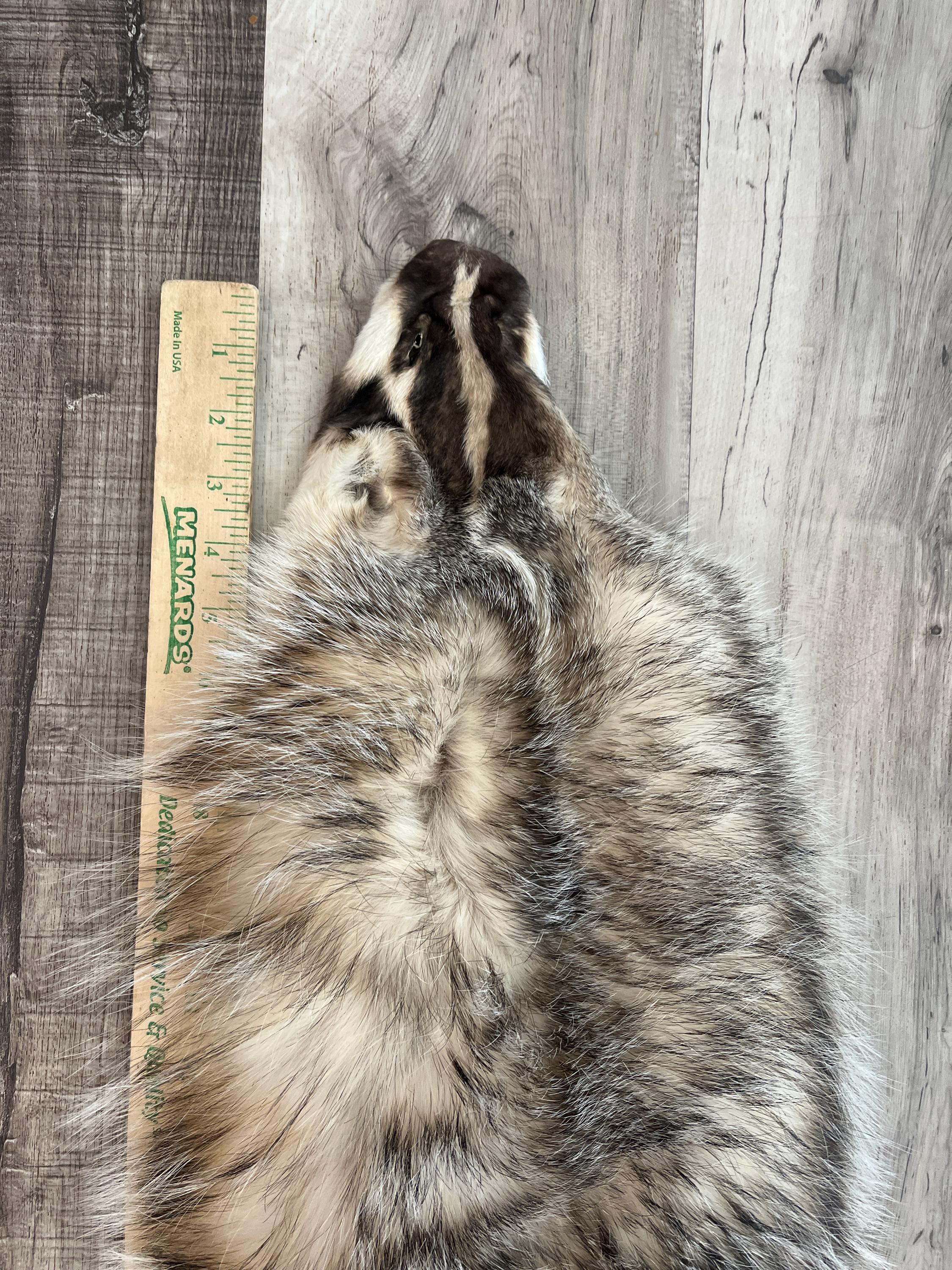ND Badger With Feet Fur Pelt Taxidermy Craft Art Powwow - Etsy