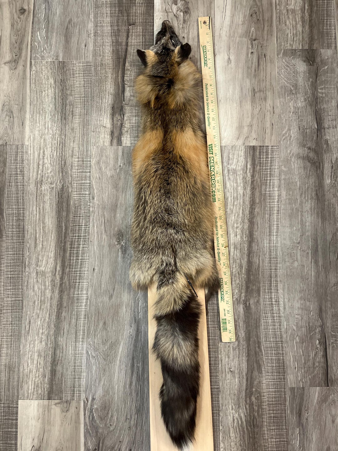 Wild Cross Fox Pelt Fur Taxidermy Tanned Art Craft Powwow - Etsy