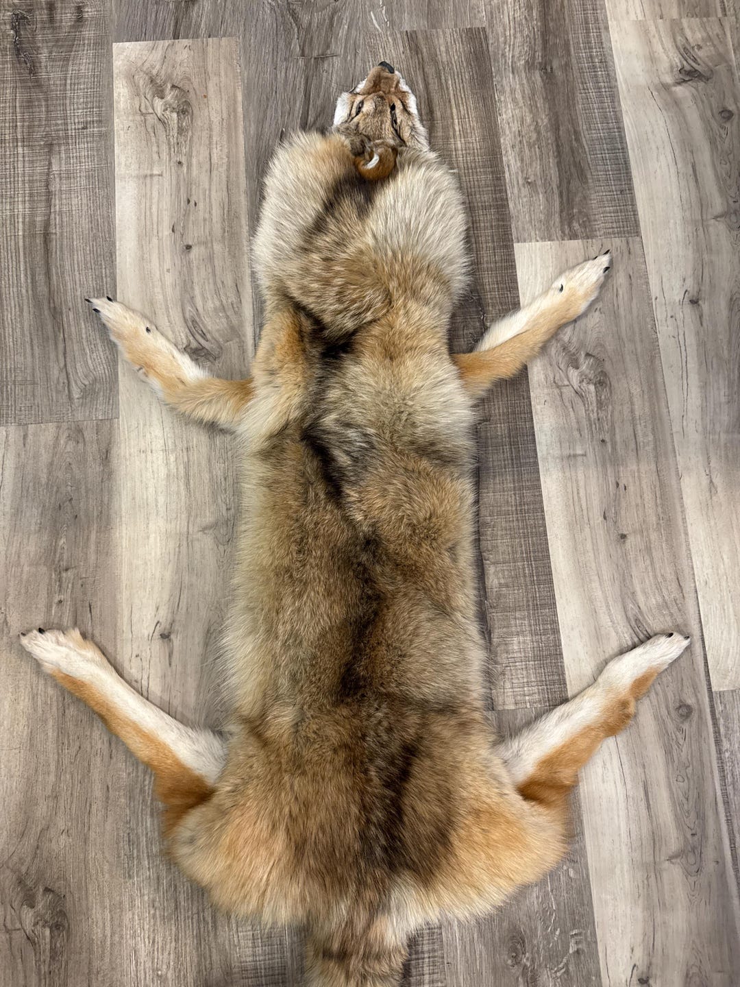 ND Lifesize Coyote Skin Pelt Fur Taxidermy Art Craft Powwow - Etsy