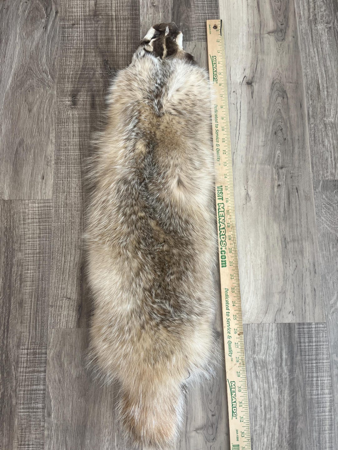 ND Badger Pelt Lifesize Skin Fur Taxidermy Craft Art Powwow - Etsy