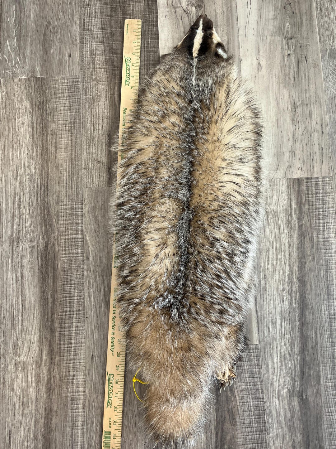 ND Badger Lifesize Skin Pelt Fur Taxidermy Art Craft Powwow - Etsy