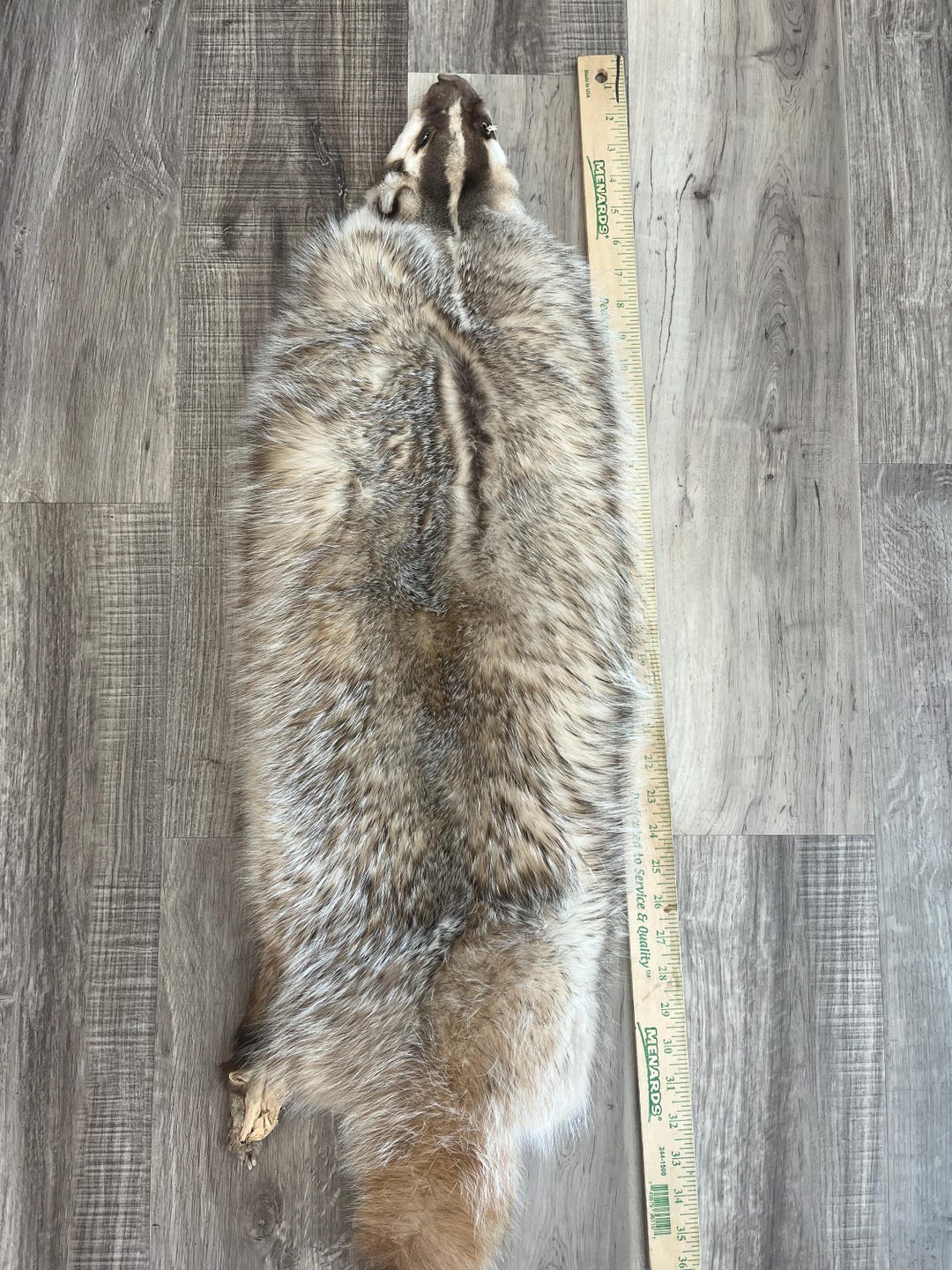 ND Badger Fur Lifesize Skin Taxidermy Art Craft Pelt Powwow - Etsy