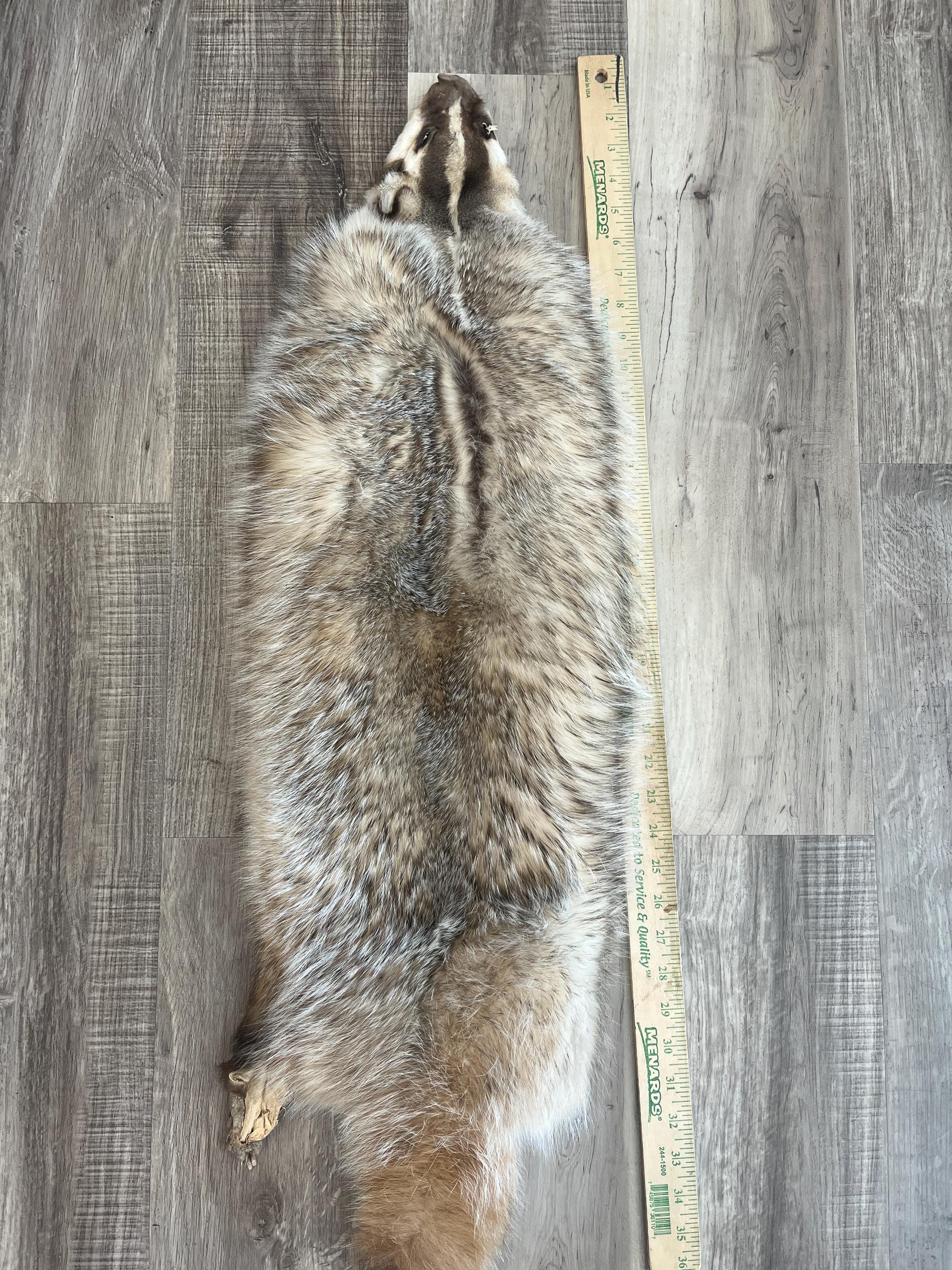ND Badger Fur Lifesize Skin Taxidermy Art Craft Pelt Powwow - Etsy