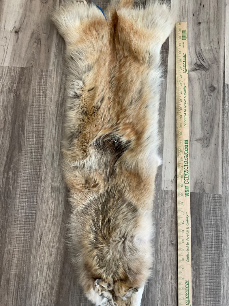 ND Red Coyote Fur Pelt Taxidermy Tanned Odditie - Etsy