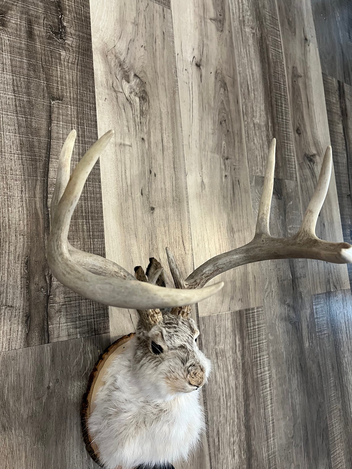 Fresh ND Jackalope Mount Taxidermy Art Craft - Etsy