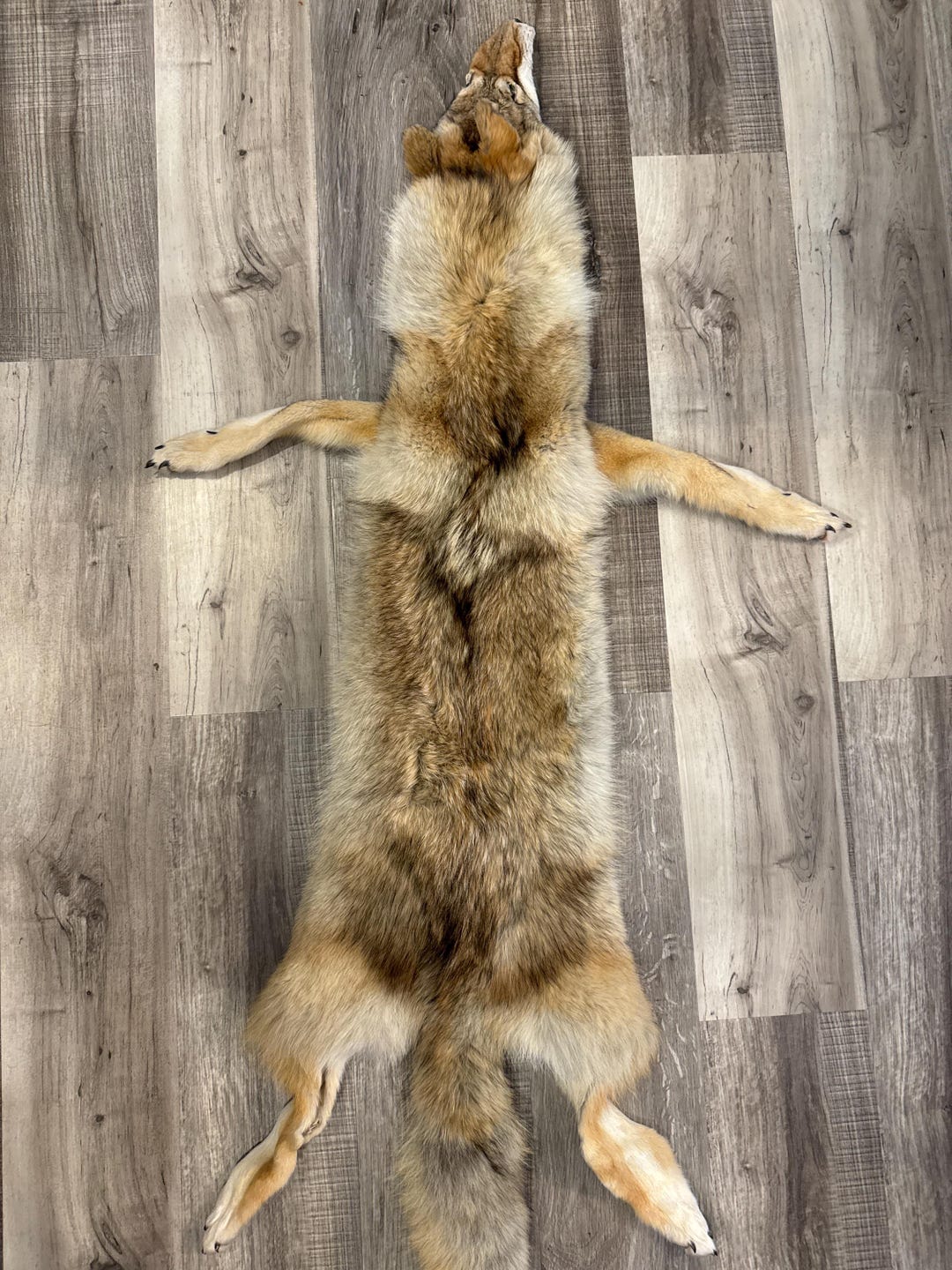 ND Lifesize Coyote Skin Pelt Fur Taxidermy Art Craft Powwow - Etsy