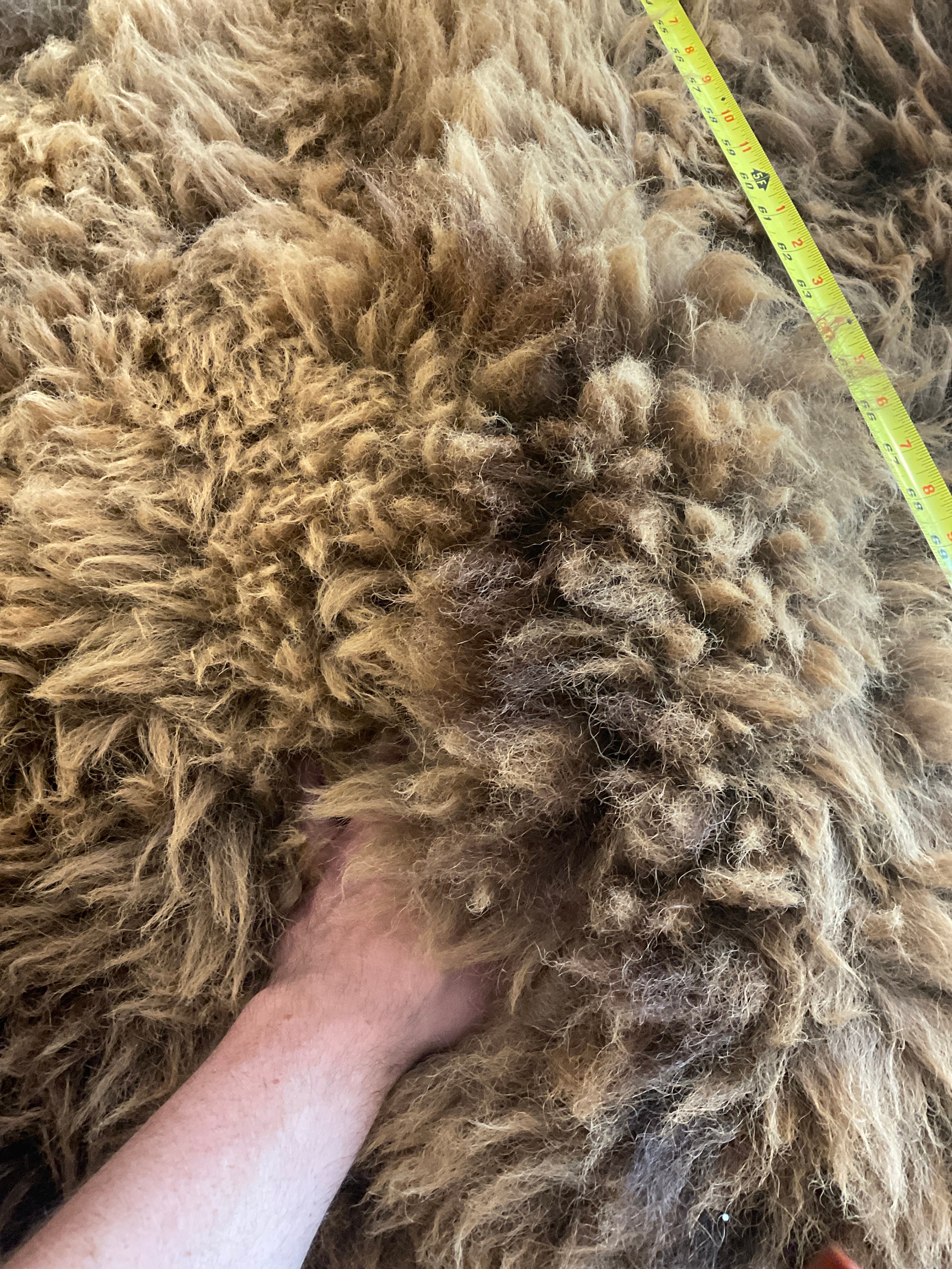 Bison Buffalo Hide Robe Fur Taxidermy Art Craft Powwow - Etsy