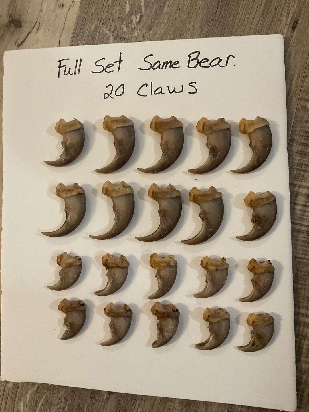 Real Black Bear Claw Set Taxidermy Art Craft Powwow - Etsy