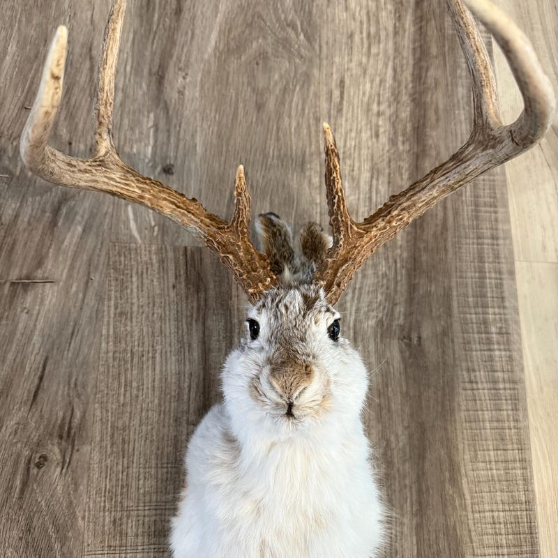 Jackalope Mount - Etsy