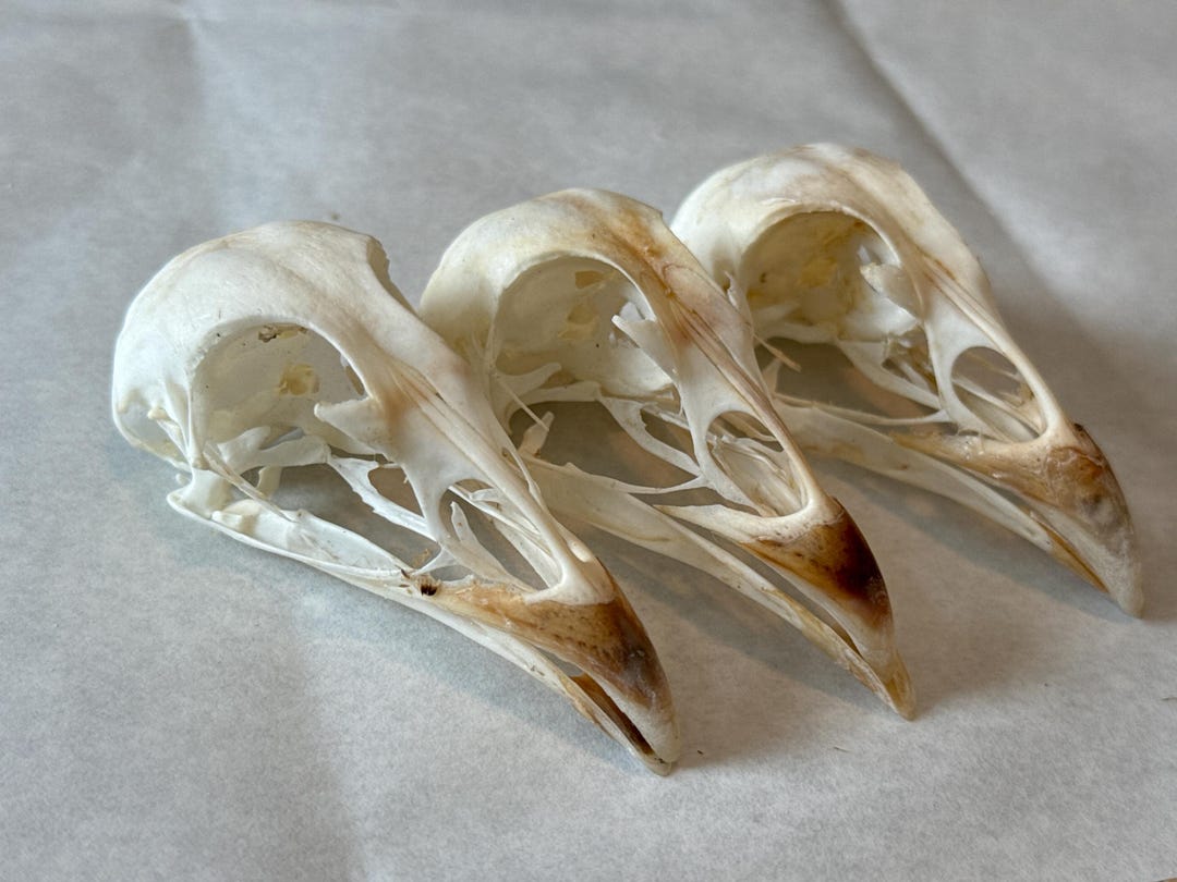 Pheasant Skull Taxidermy Art Craft Bird Oddity Bone Bones - Etsy