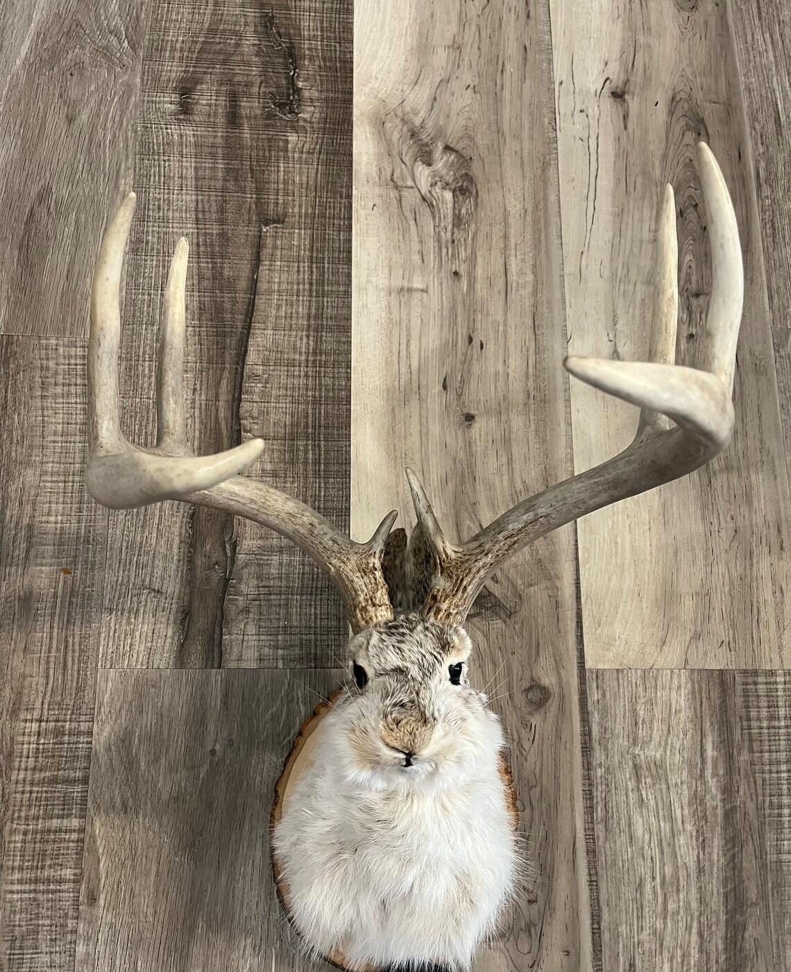 Fresh ND Jackalope Mount Taxidermy Art Craft - Etsy