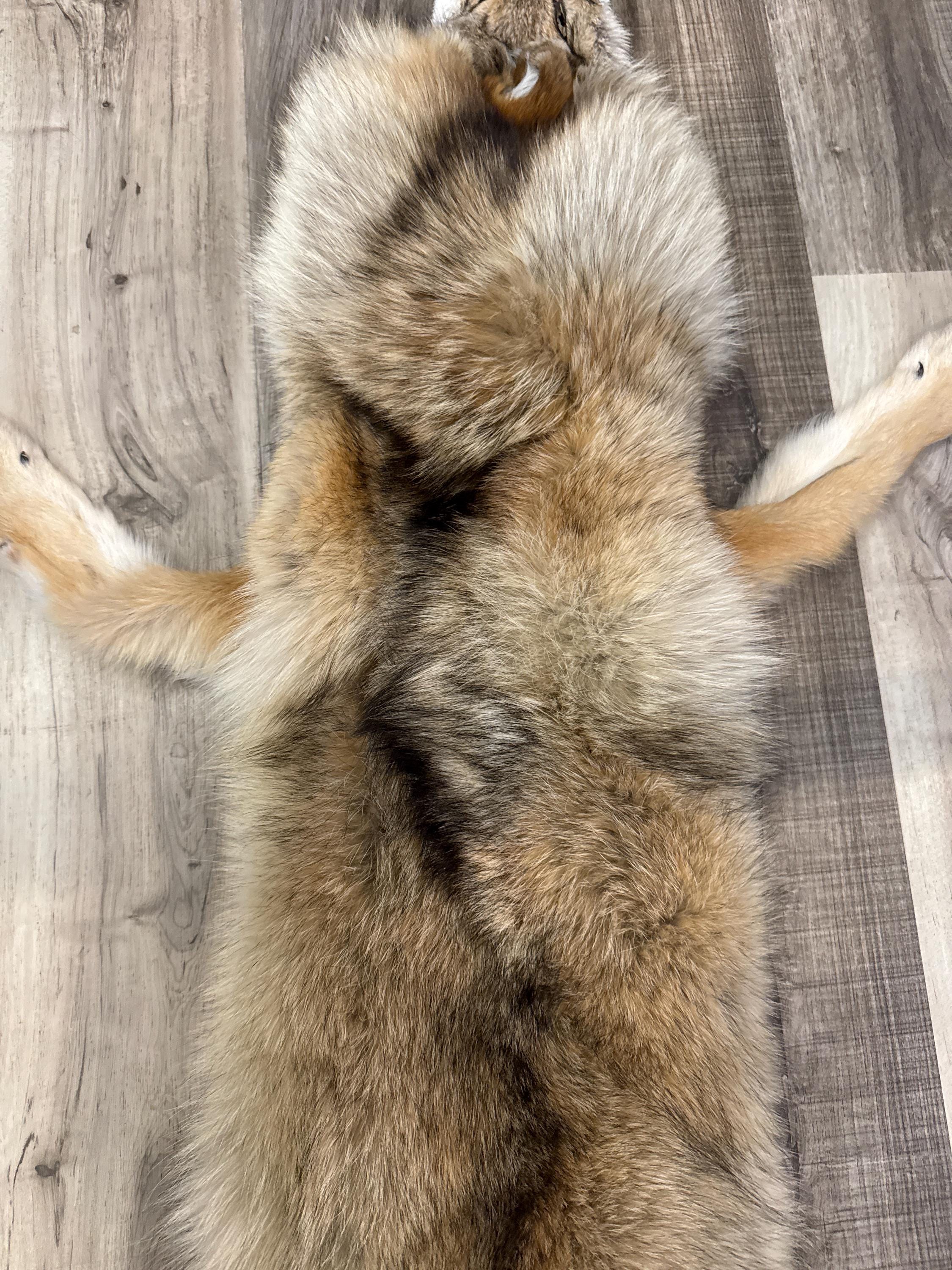 ND Lifesize Coyote Skin Pelt Fur Taxidermy Art Craft Powwow - Etsy