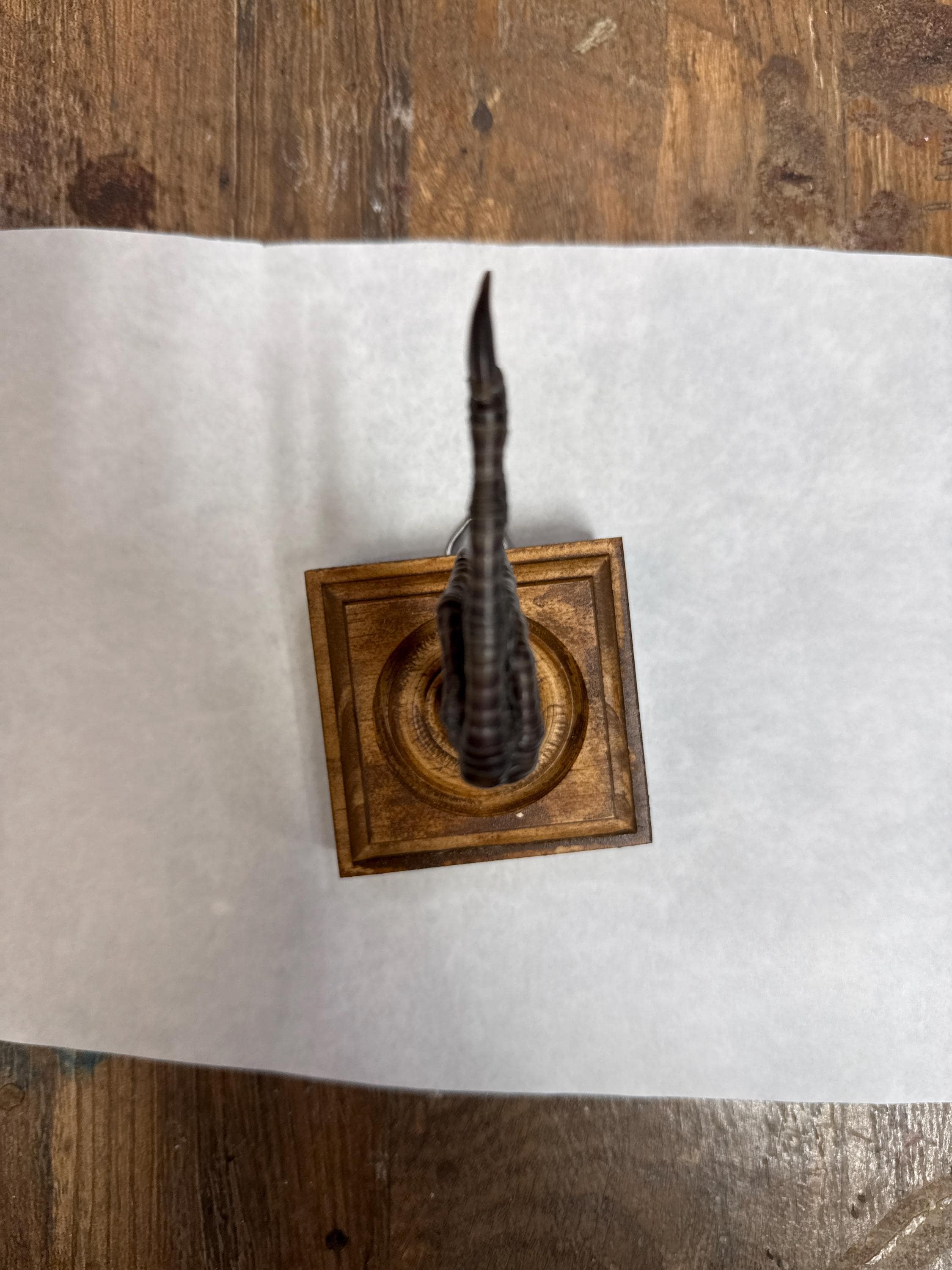 Middle Finger Pheasant Foot Wall Mount Taxidermy (real Pheasant) - Etsy