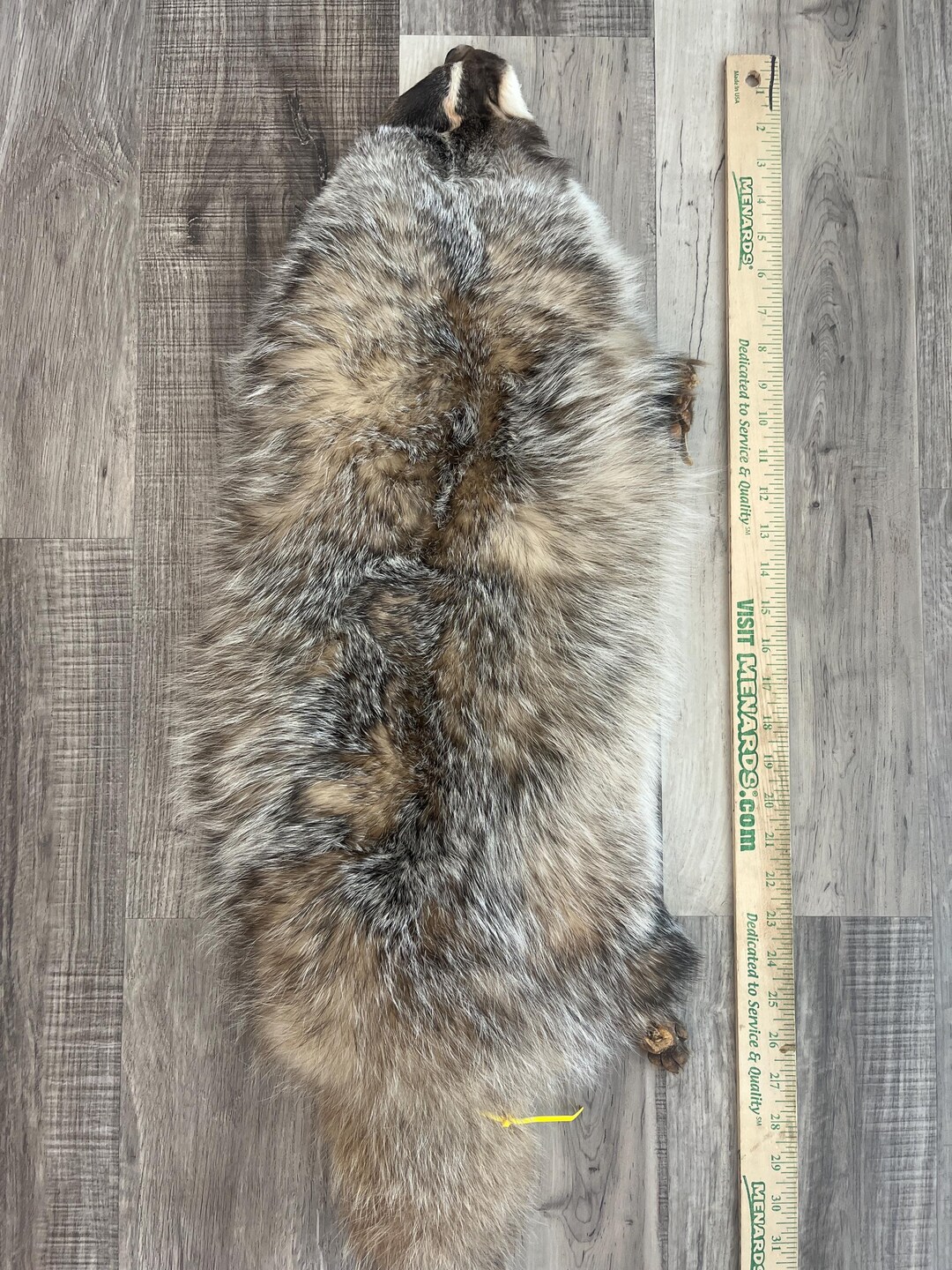 ND Badger With Feet Fur Pelt Taxidermy Art Craft Powwow - Etsy