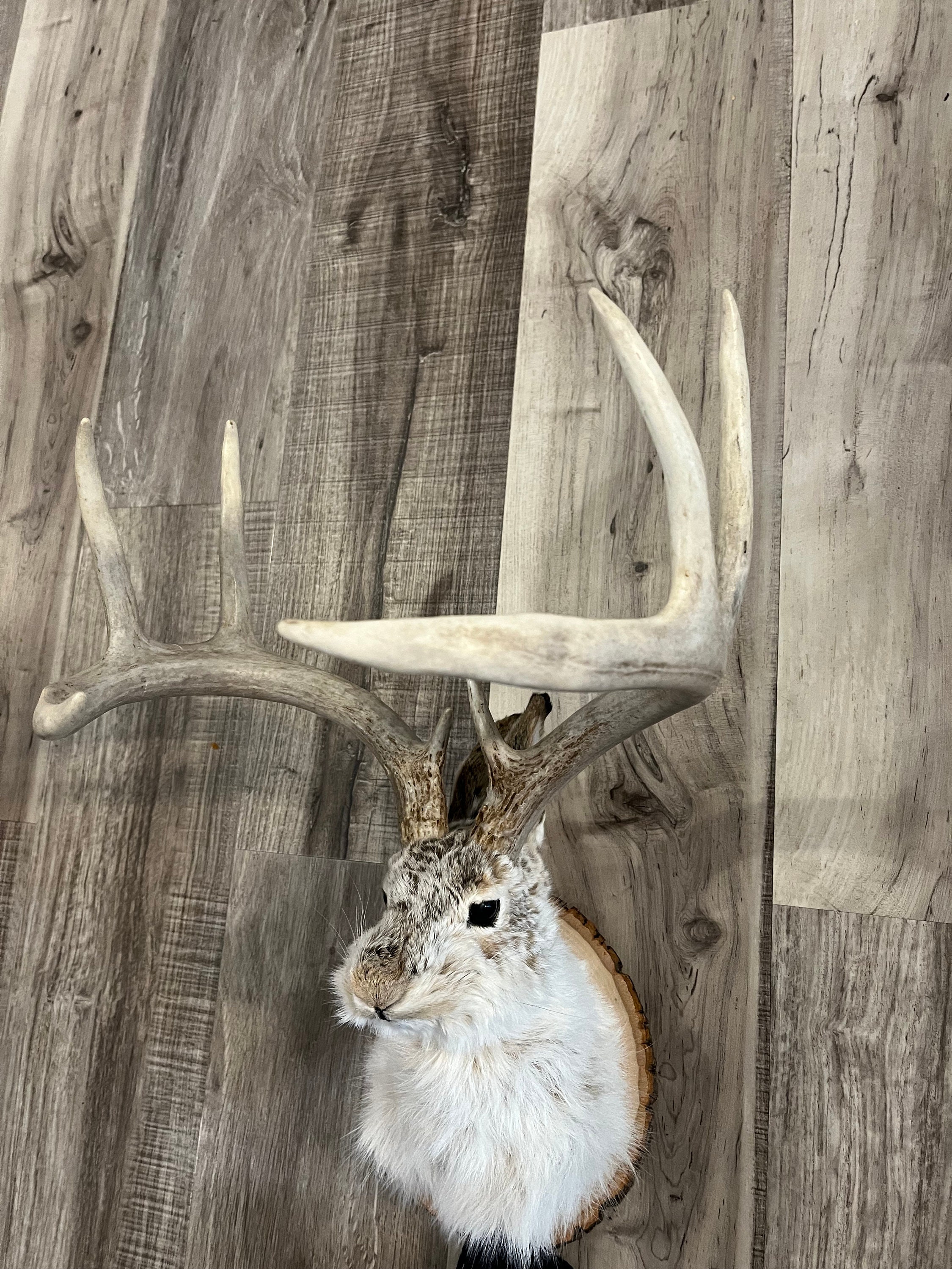 Fresh ND Jackalope Mount Taxidermy Art Craft - Etsy