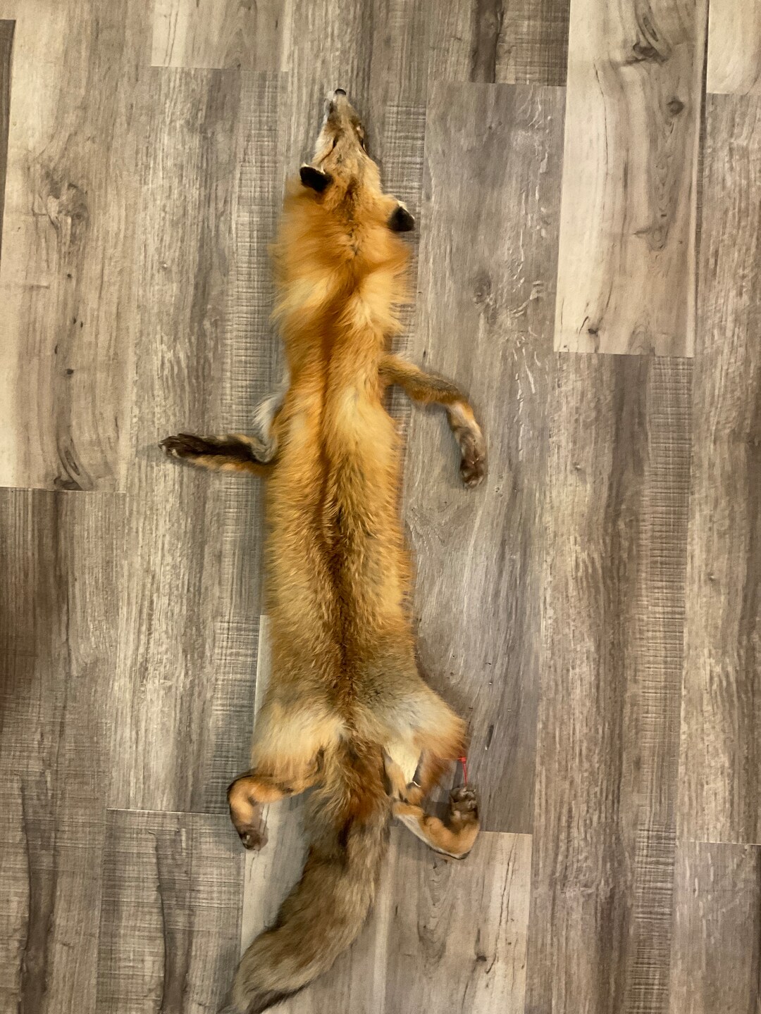 ND Red Fox Pelt Fur Taxidermy Decor - Etsy