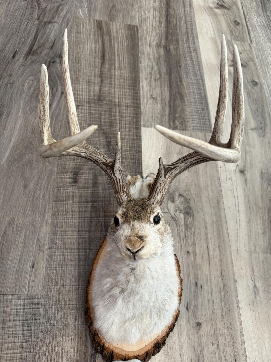 ND Jackalope Mount Taxidermy Art Oddity Craft Powwow - Etsy