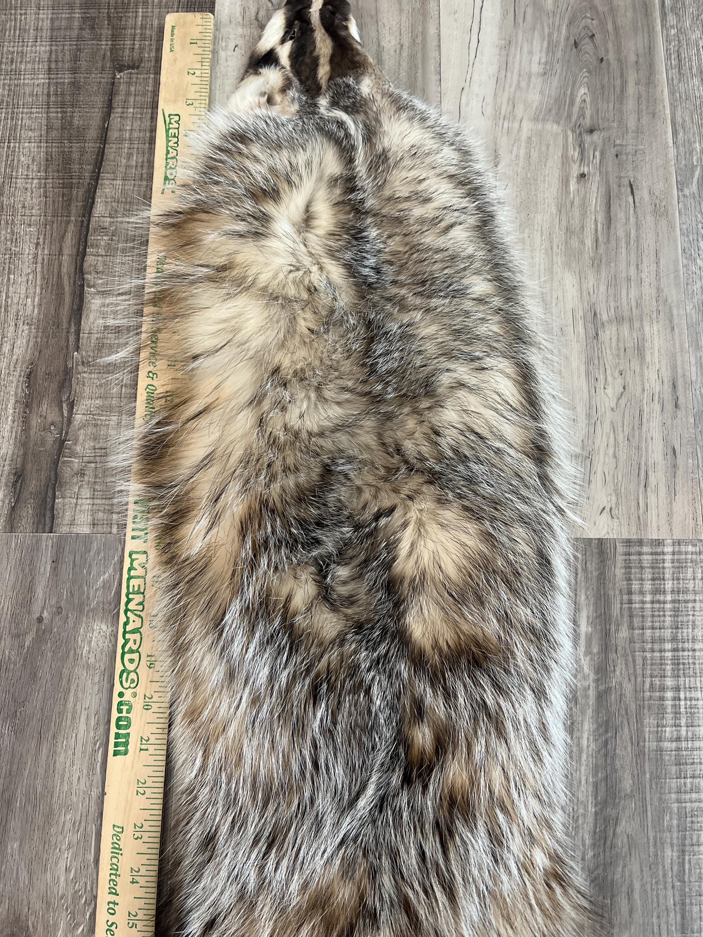 ND Badger With Feet Fur Pelt Taxidermy Craft Art Powwow - Etsy