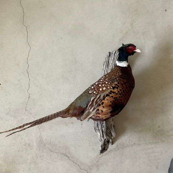 Standing Pheasant Mount - Etsy
