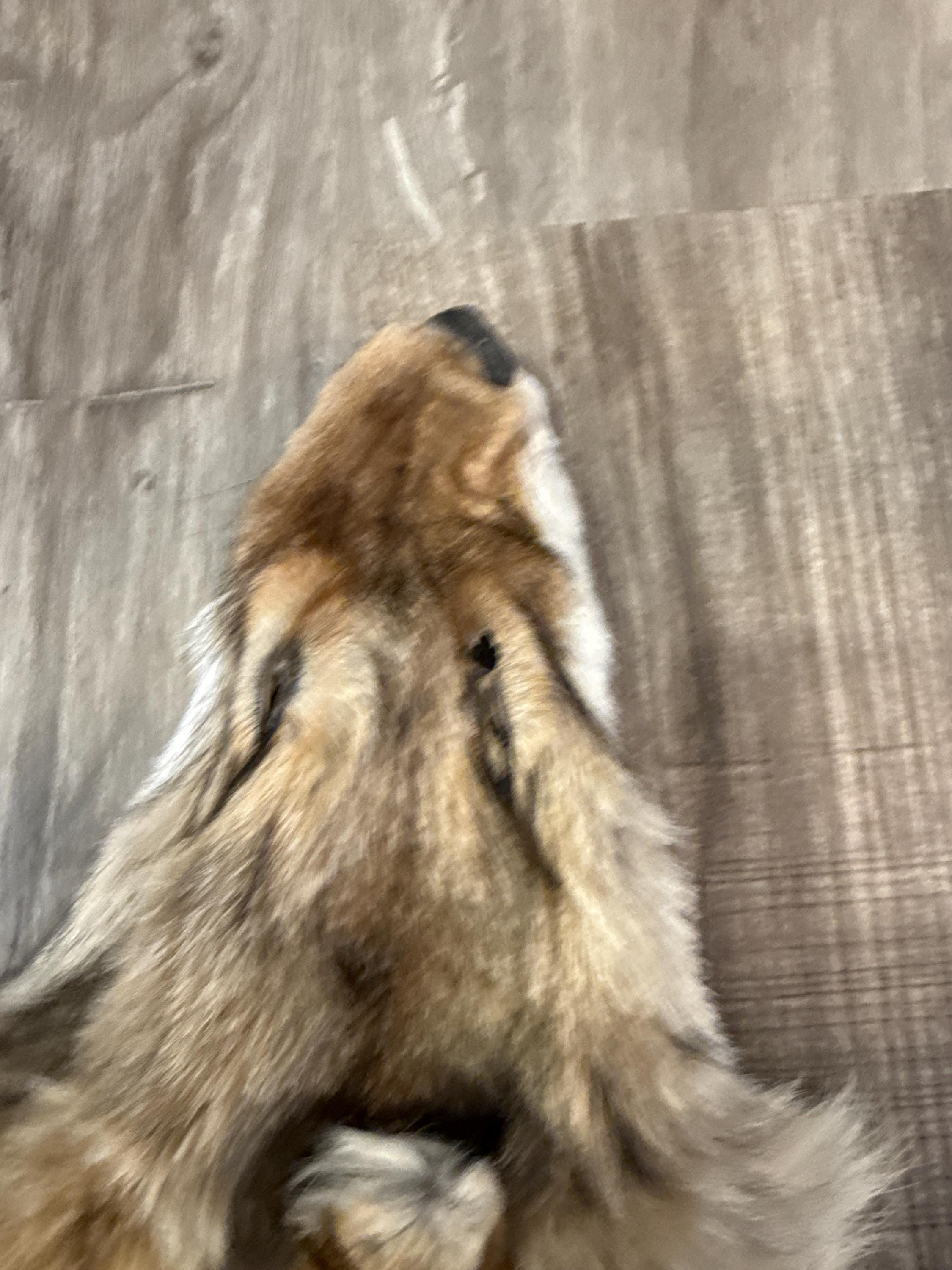 ND Lifesize Coyote Skin Pelt Fur Taxidermy Art Craft Powwow - Etsy
