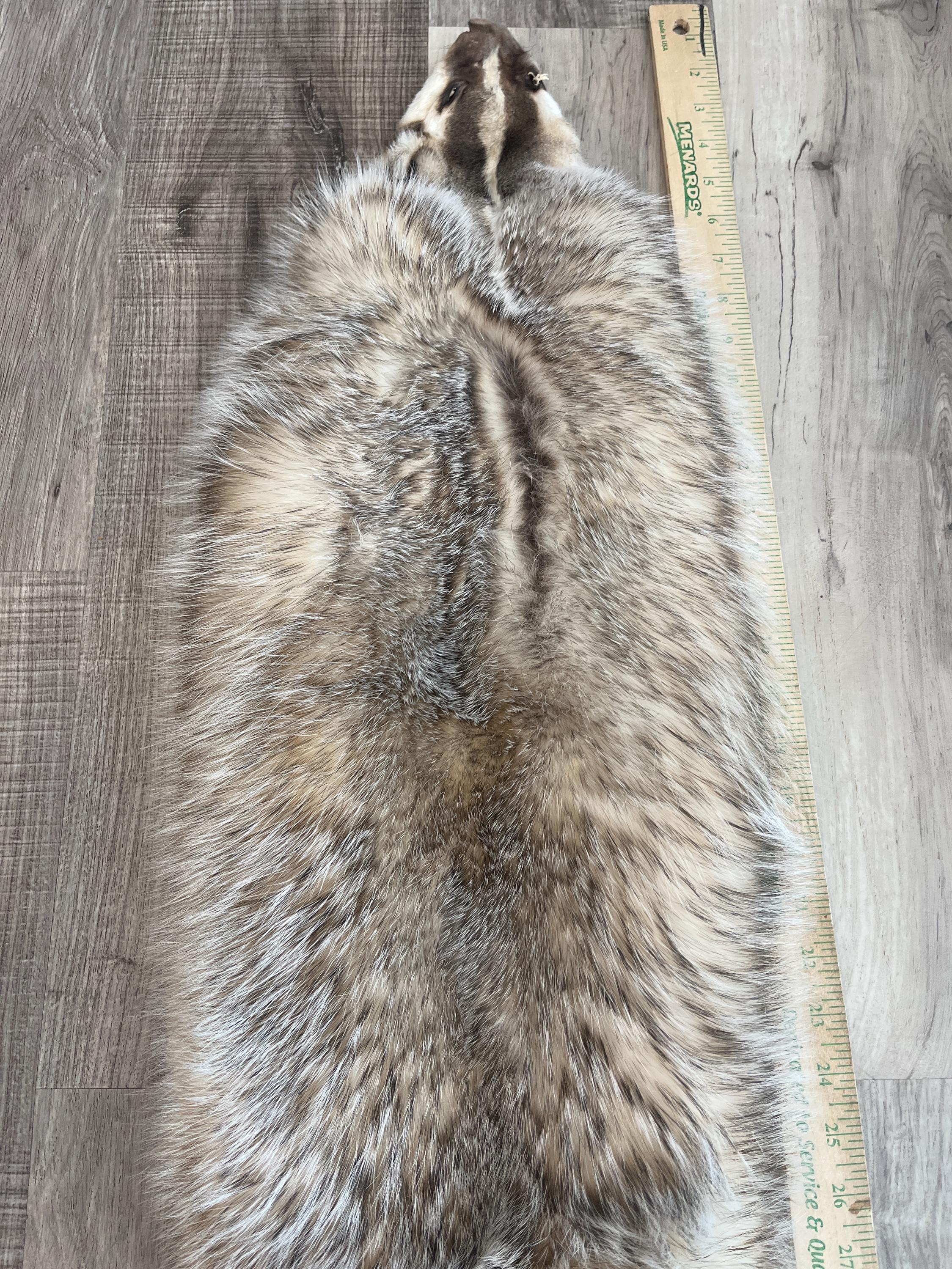 ND Badger Fur Lifesize Skin Taxidermy Art Craft Pelt Powwow - Etsy