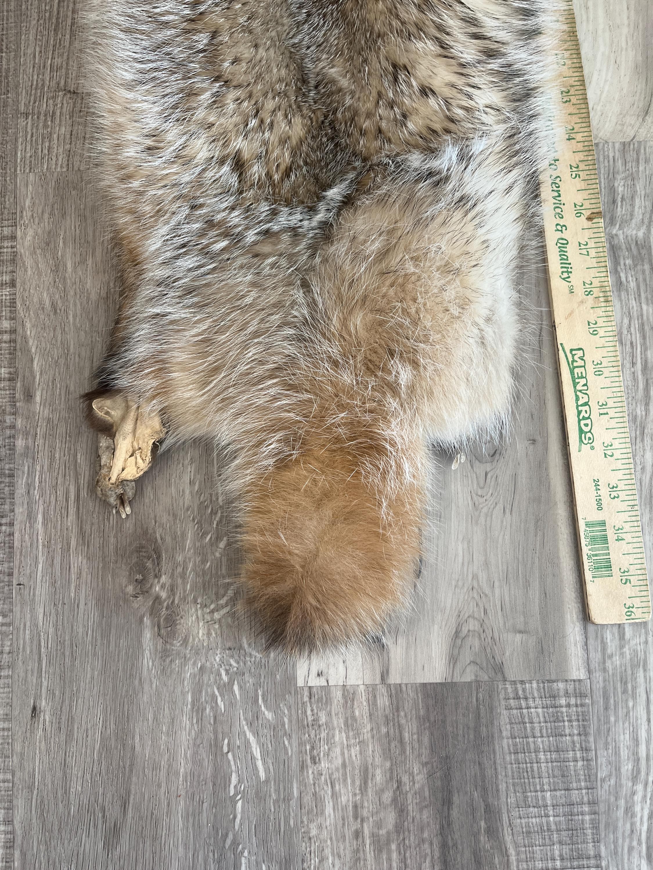 ND Badger Fur Lifesize Skin Taxidermy Art Craft Pelt Powwow - Etsy