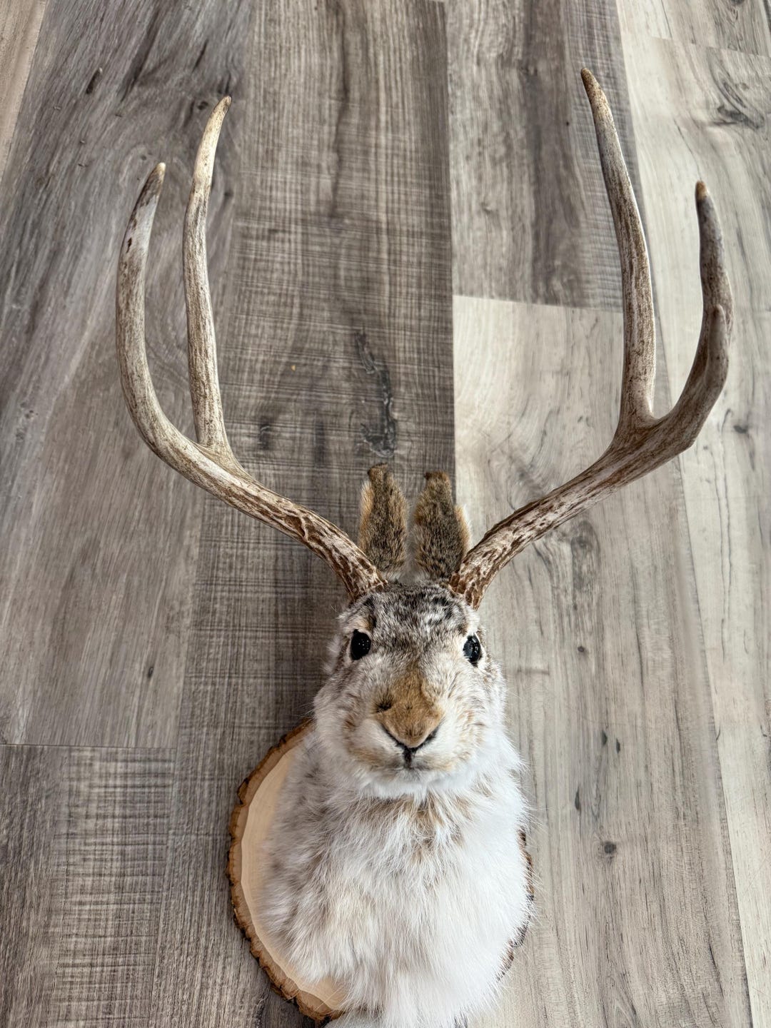 ND Jackalope Mount Taxidermy Art Craft Powwow Oddity - Etsy